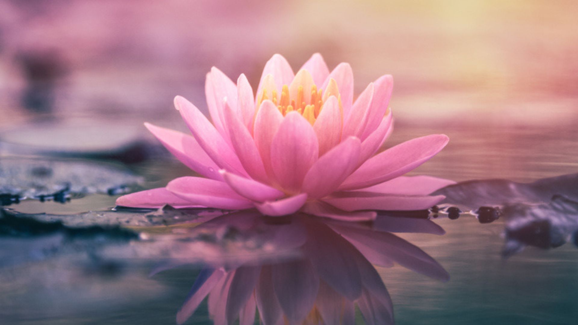 Home - Crystal Lake Wellness